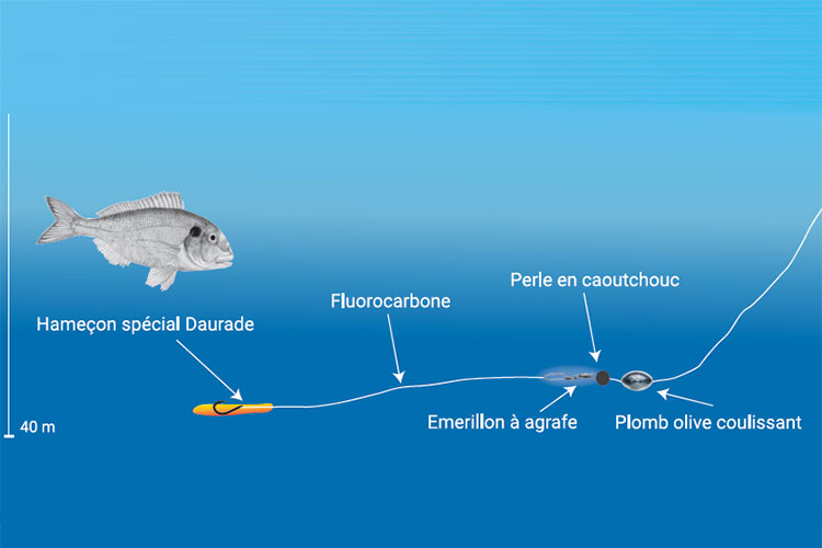 Guide Complet sur la Période Pêche Dorade Méditerranée en France ...